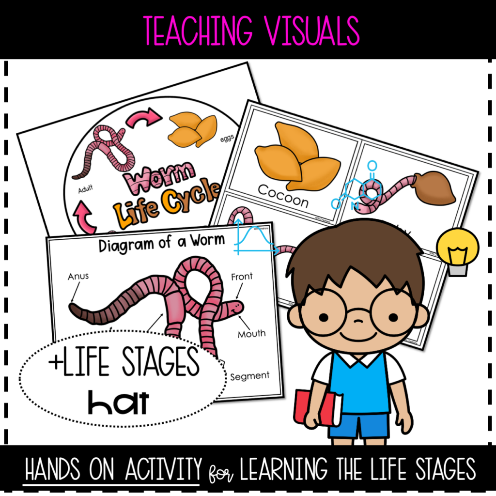 Send HOME Science Worm Life Cycle | All about Worms | Worm Lifecycle ...