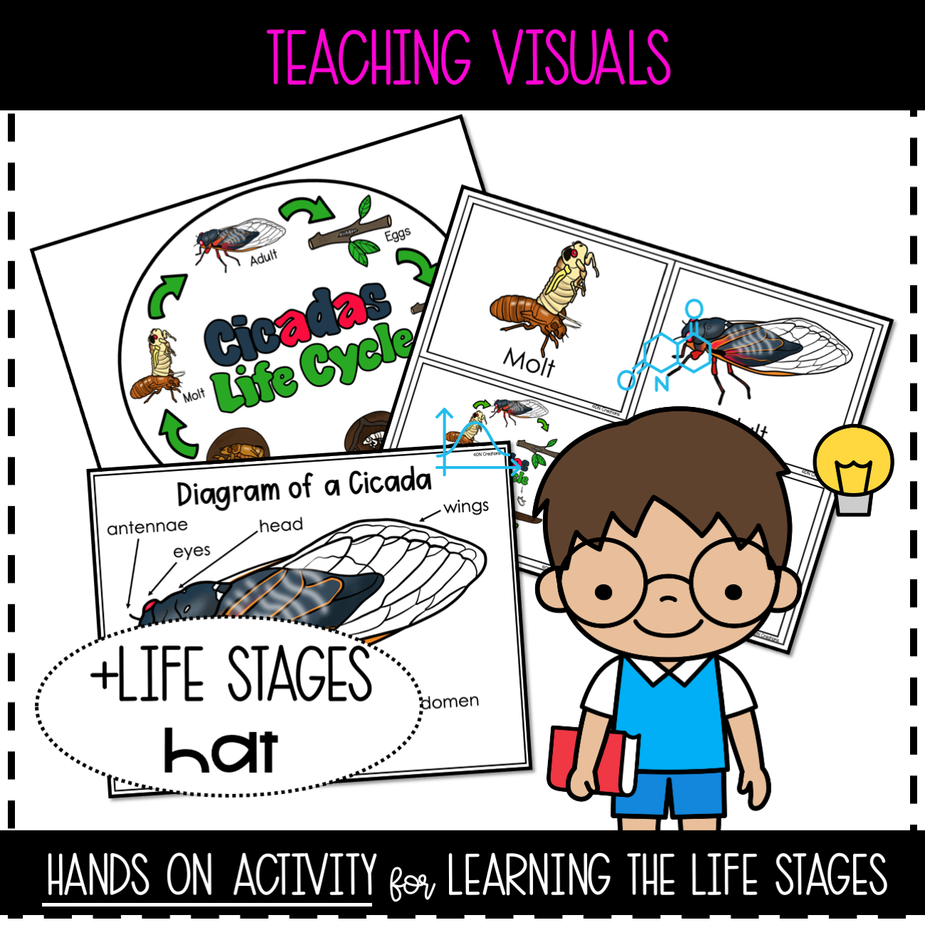 Send HOME Science Cicada Life Cycle l All about Cicadas l Insect ...