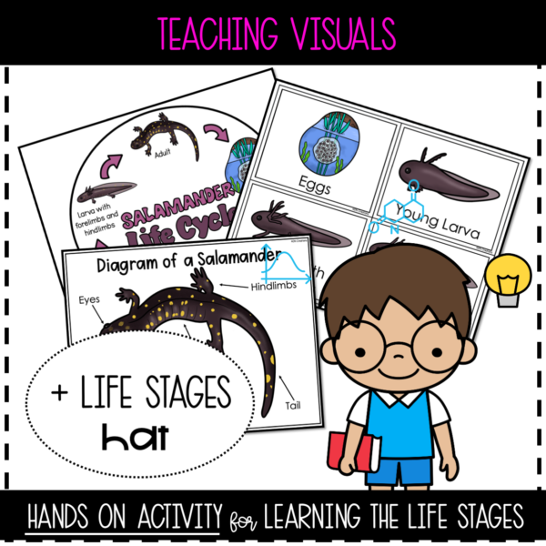 Send HOME Science Salamander Life Cycle | Salamander Lifecycle Packet ...