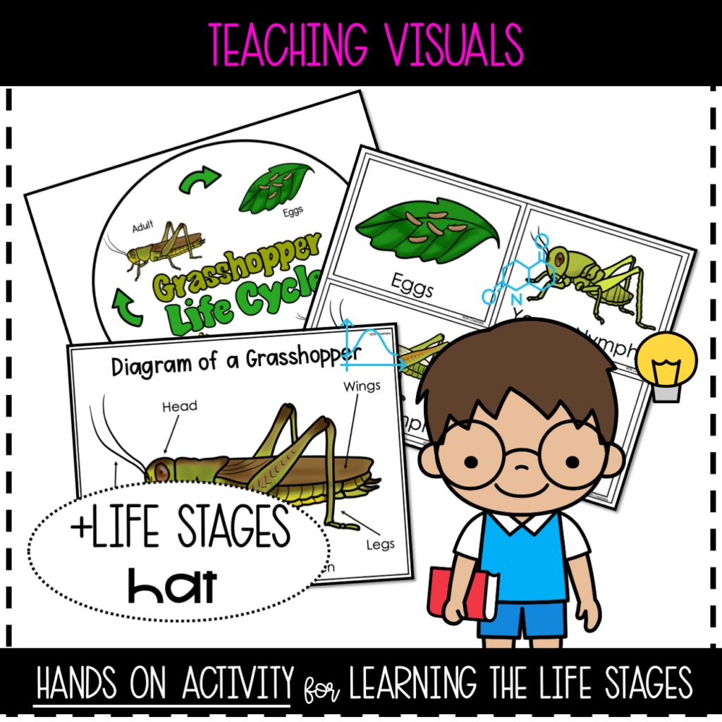 Send HOME Science Grasshopper Life Cycle | All about Grasshoppers ...