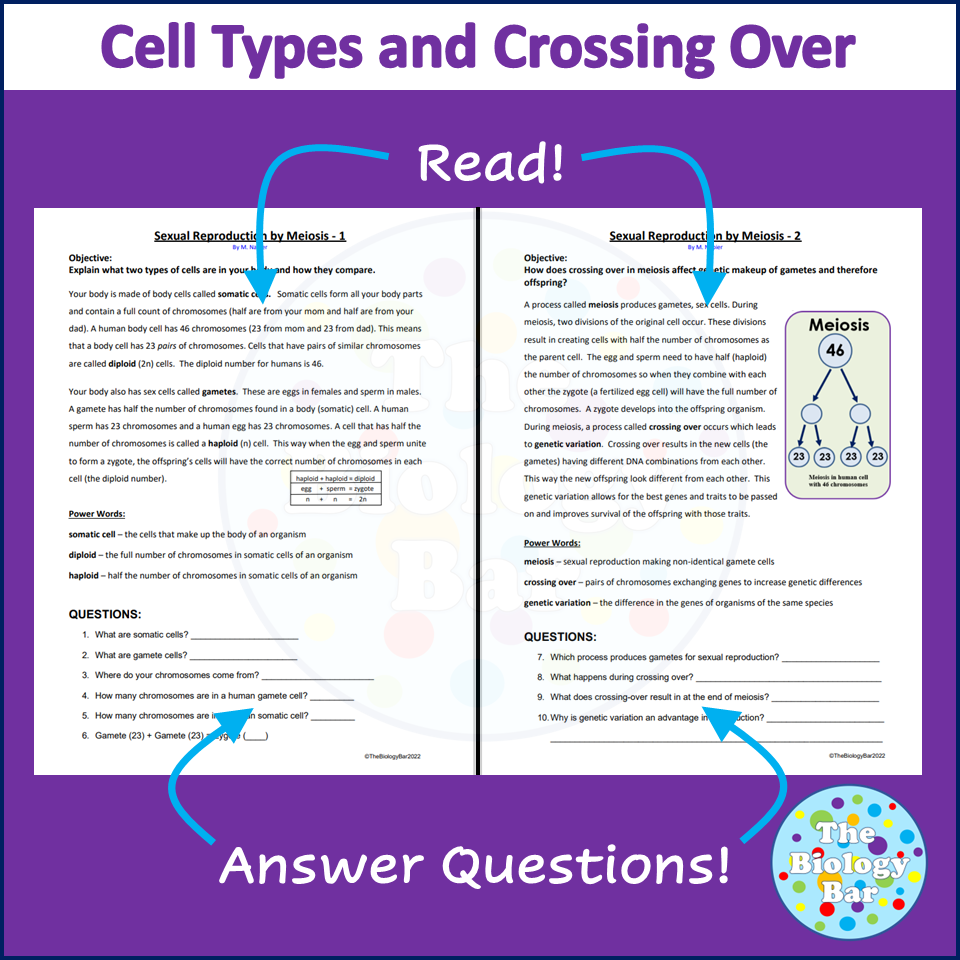 Meiosis and Mitosis Reading and Questions | Made By Teachers