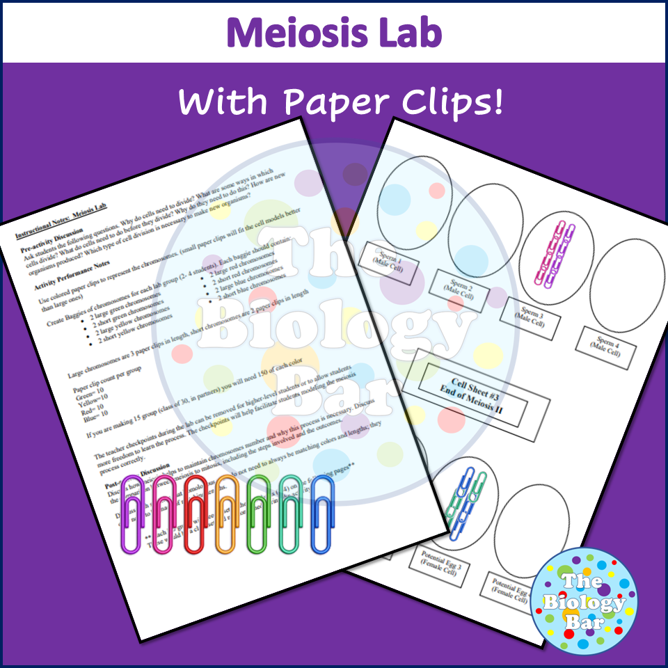 Meiosis Lab Modeling with Paper Clips | Made By Teachers