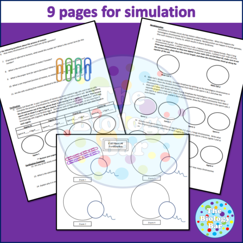 Meiosis Lab Modeling with Paper Clips | Made By Teachers
