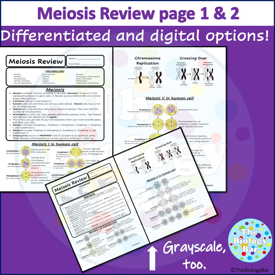 Meiosis Review and Quiz Assessment with Differentiation | Made By Teachers