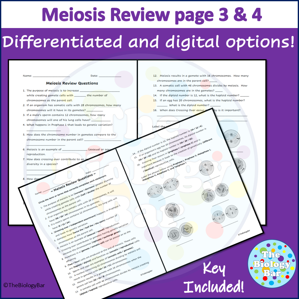 Meiosis Review and Quiz Assessment with Differentiation | Made By Teachers