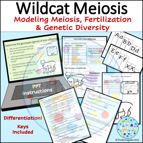 Meiosis Bundle | Made By Teachers