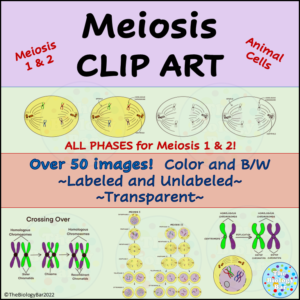 Meiosis Biology Clip Art | Made By Teachers