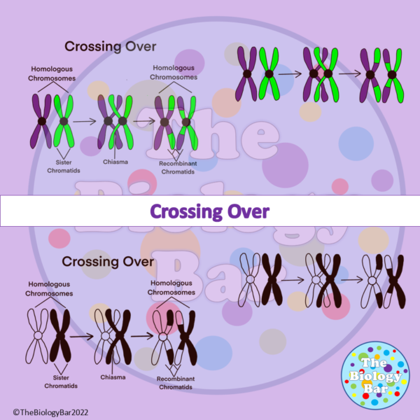 Meiosis Biology Clip Art | Made By Teachers
