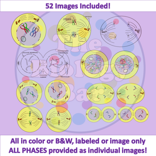Meiosis Biology Clip Art | Made By Teachers