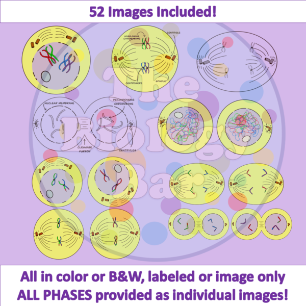 Meiosis Biology Clip Art | Made By Teachers