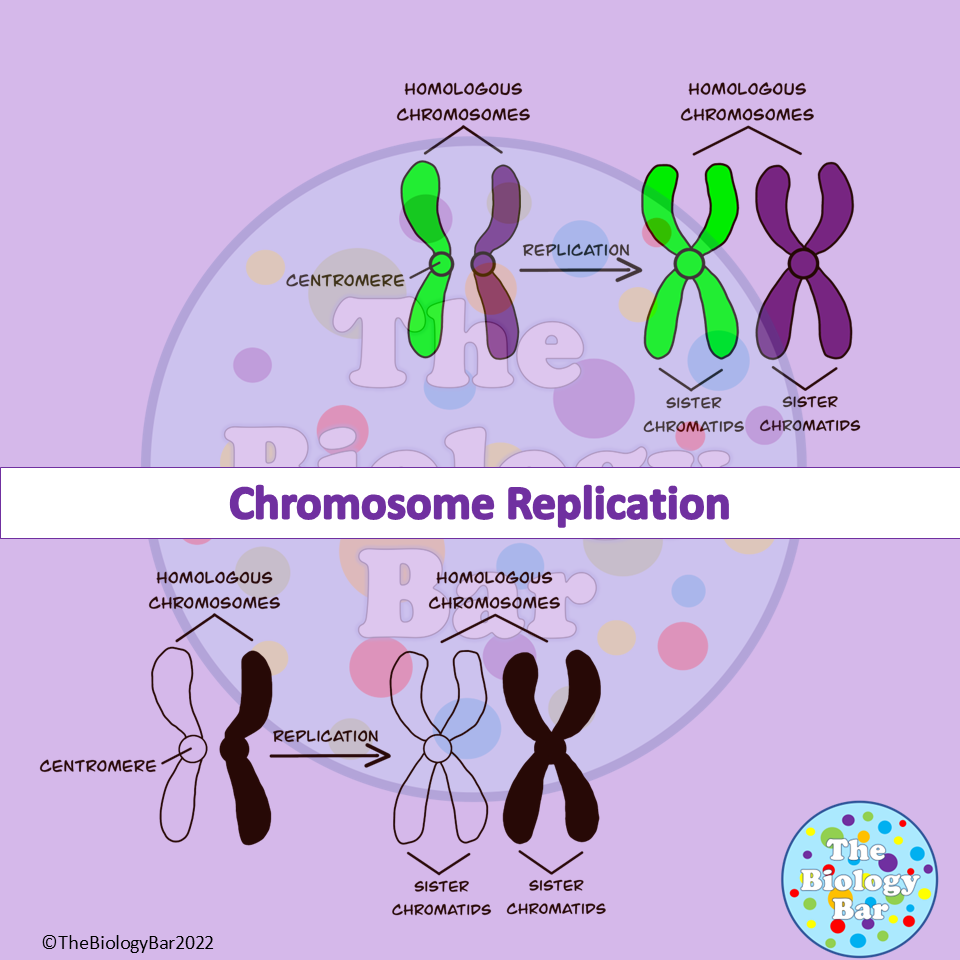 Meiosis Biology Clip Art | Made By Teachers