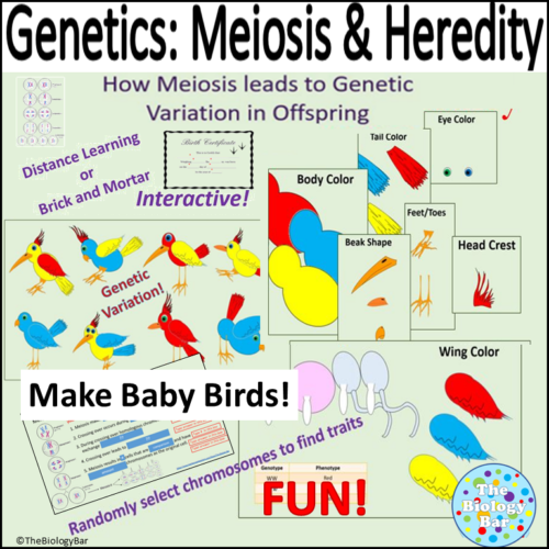 Meiosis Genetic Variation Build a Bird Interactive PPT | Made By Teachers