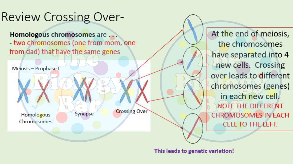 Meiosis Genetic Variation Build A Bird Interactive Ppt Made By Teachers