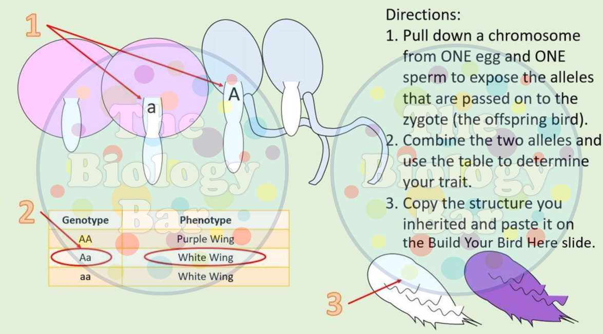 Meiosis Genetic Variation Build a Bird Interactive PPT | Made By Teachers
