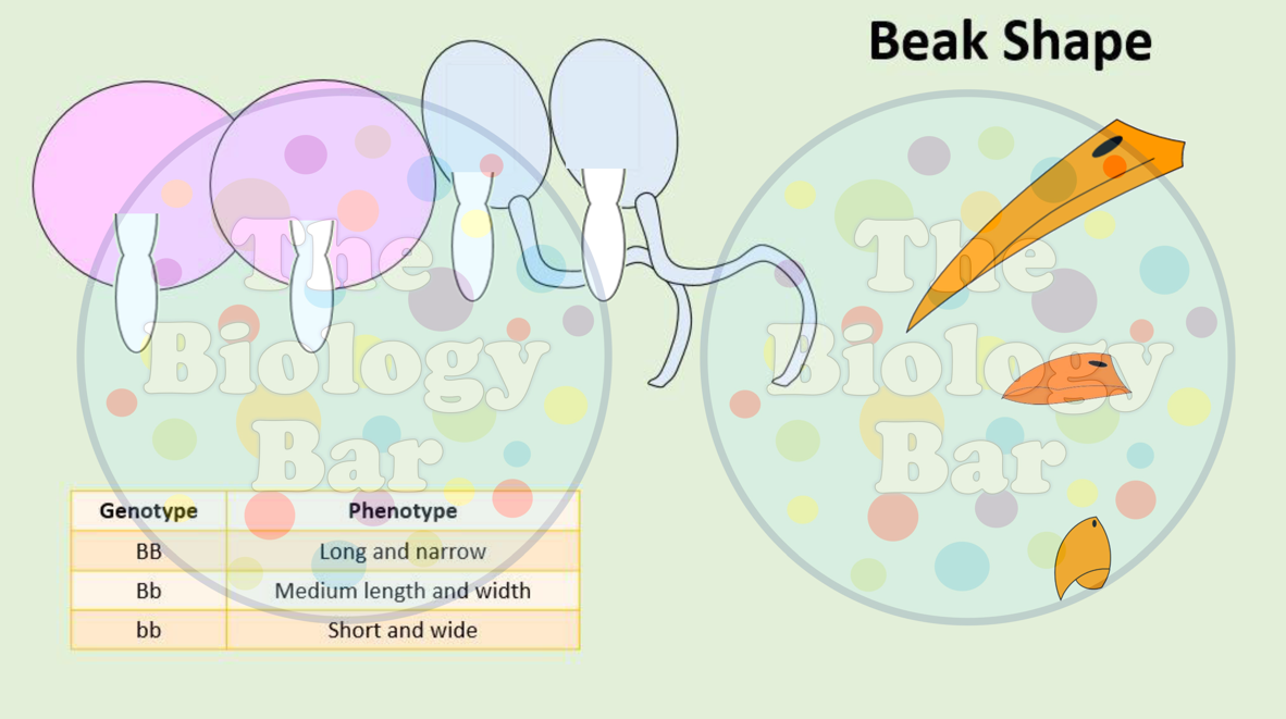 Meiosis Genetic Variation Build a Bird Interactive PPT | Made By Teachers
