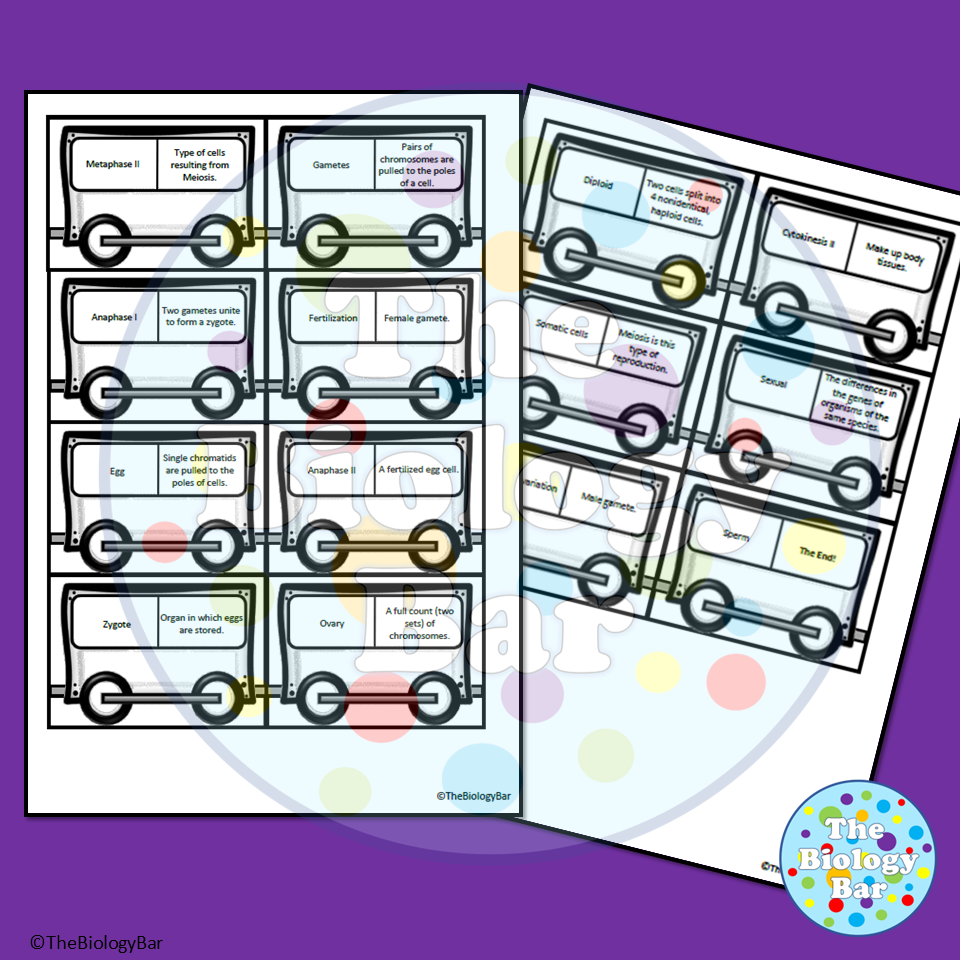 Meiosis Phases and Vocabulary Train | Made By Teachers
