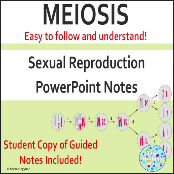 Meiosis PPT with Guided Notes Easy to Follow | Made By Teachers