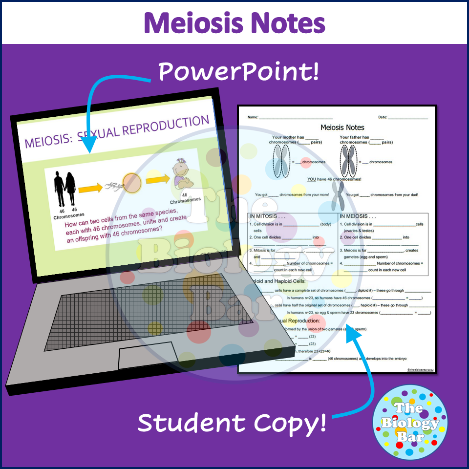 Meiosis PPT with Guided Notes Easy to Follow | Made By Teachers