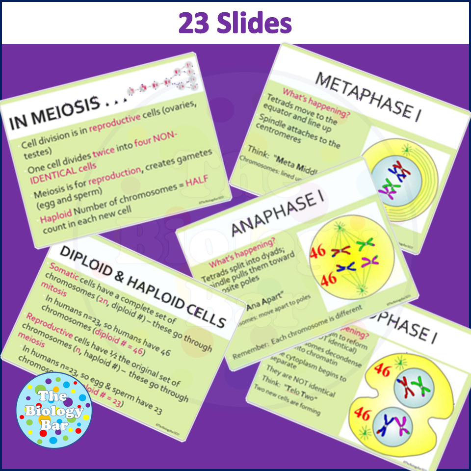 Meiosis PPT with Guided Notes Easy to Follow | Made By Teachers