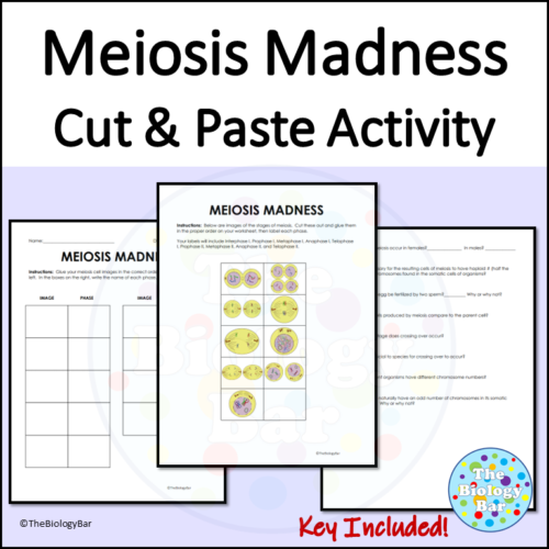 Meiosis Madness Cut and Paste Worksheet | Made By Teachers