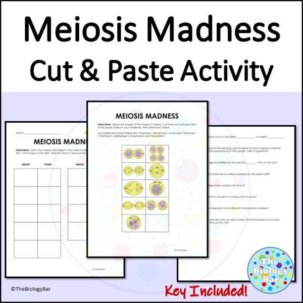 Meiosis Bundle | Made By Teachers