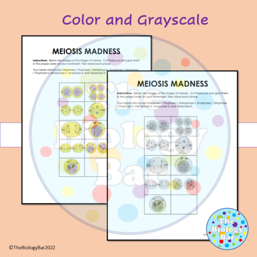 Meiosis Madness Cut and Paste Worksheet | Made By Teachers