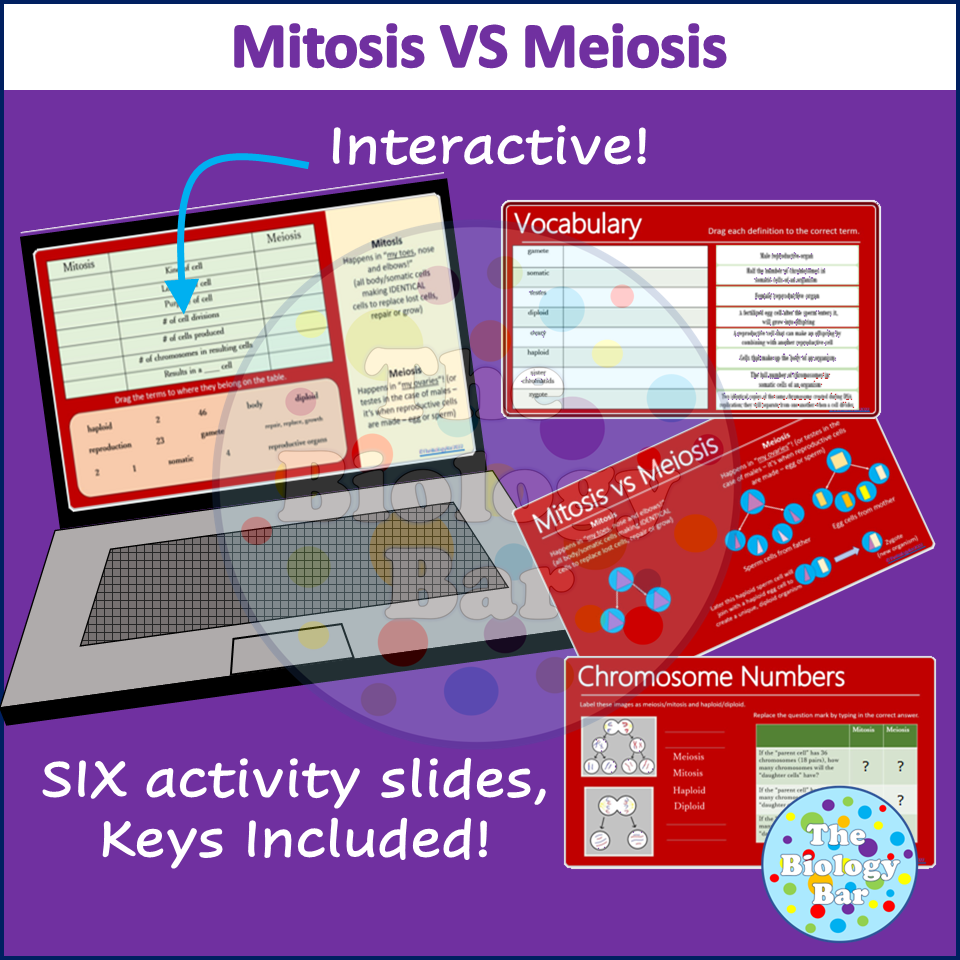 Mitosis Meiosis Interactive PPT | Made By Teachers