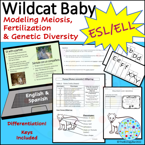 ESL ELL Meiosis Wildcat Baby Genetics Activity | Made By Teachers