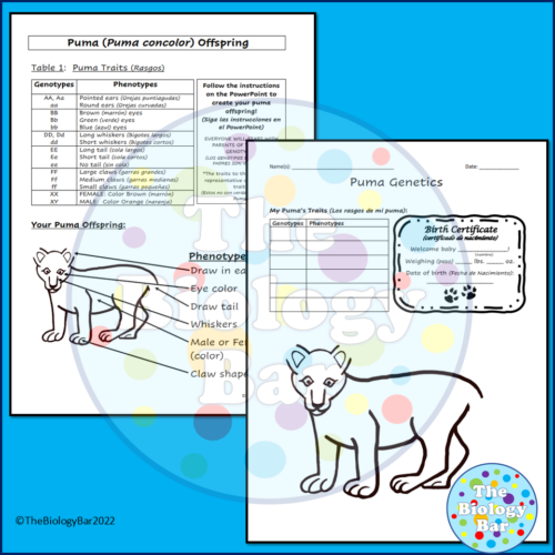 ESL ELL Meiosis Wildcat Baby Genetics Activity | Made By Teachers