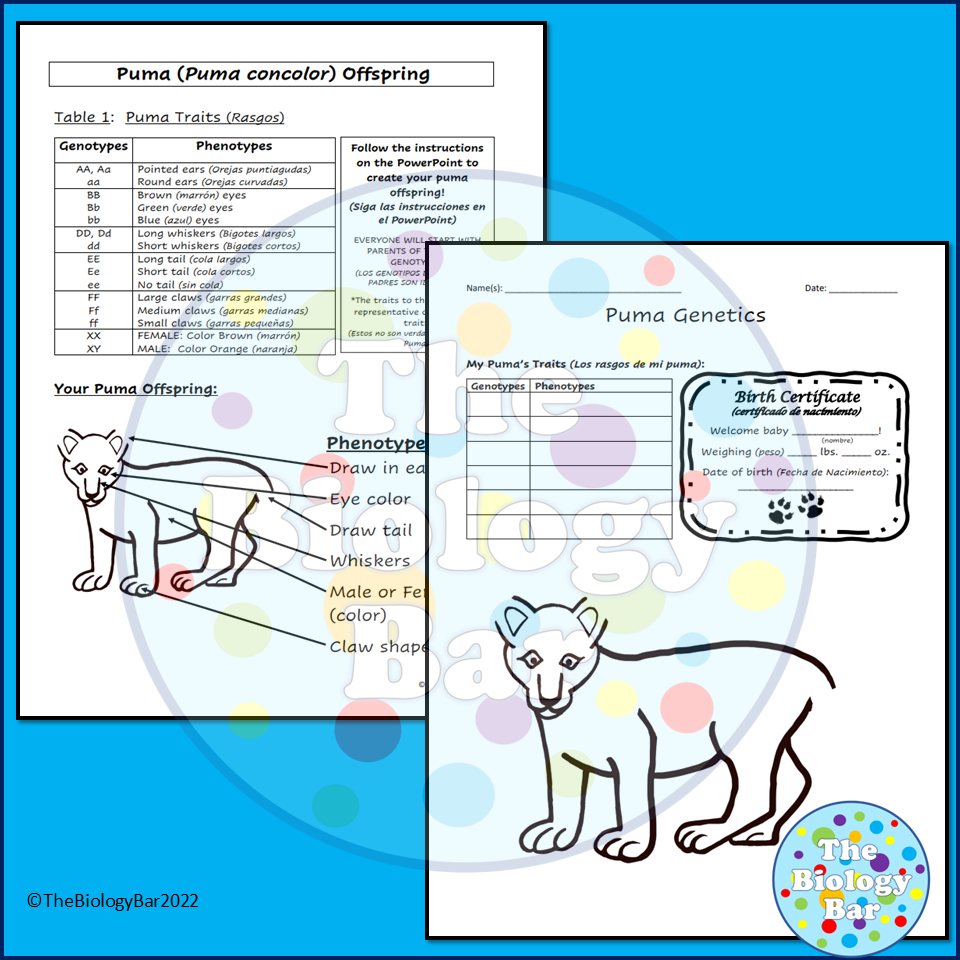ESL ELL Meiosis Wildcat Baby Genetics Activity | Made By Teachers