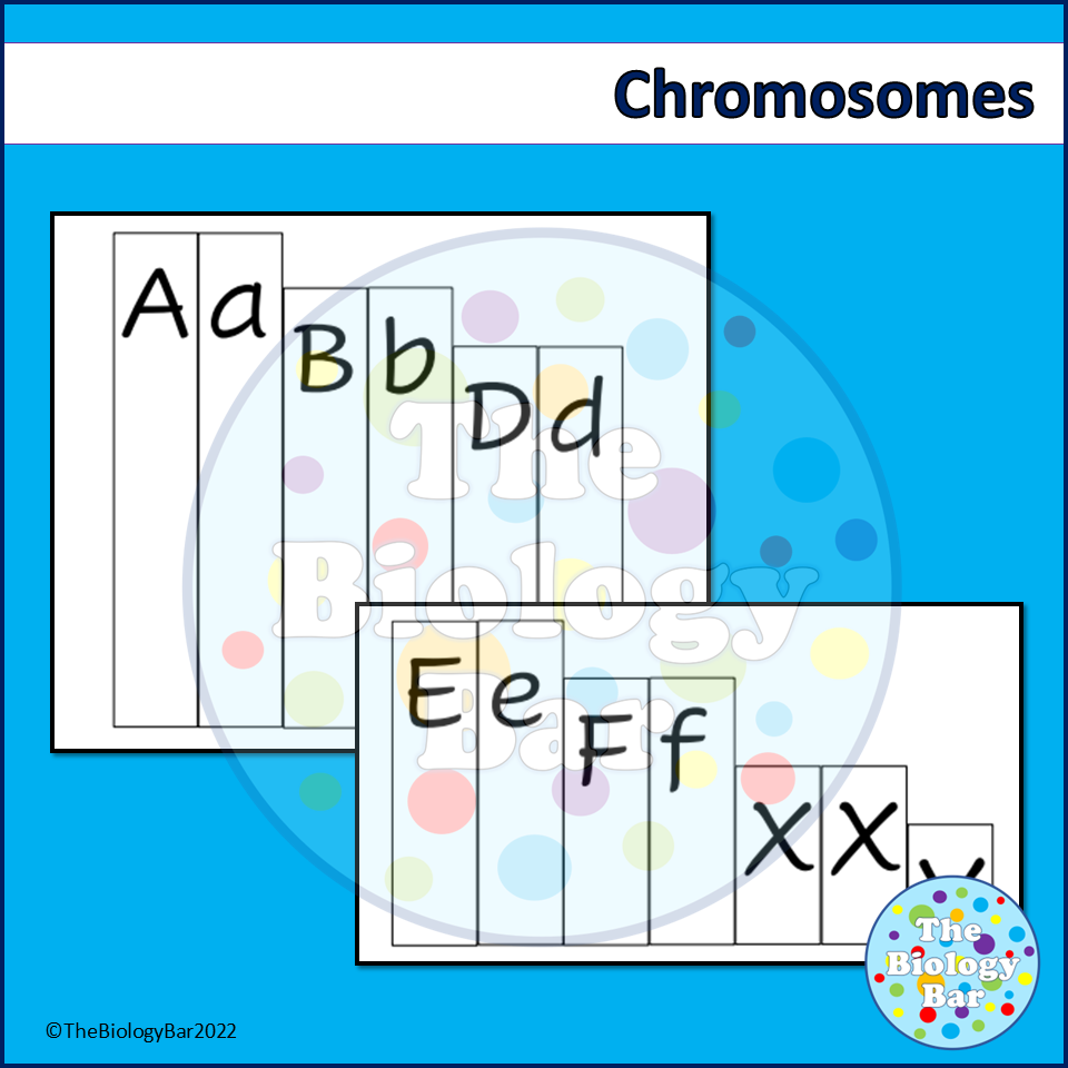 ESL ELL Meiosis Wildcat Baby Genetics Activity | Made By Teachers