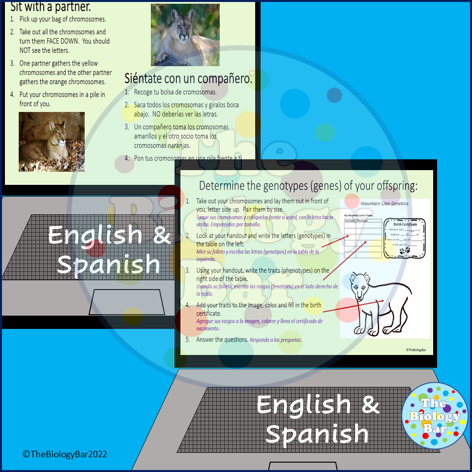 ESL ELL Meiosis Wildcat Baby Genetics Activity | Made By Teachers