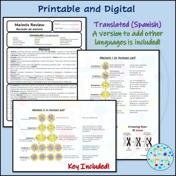 ESL ELL Meiosis Review and Assessment | Made By Teachers