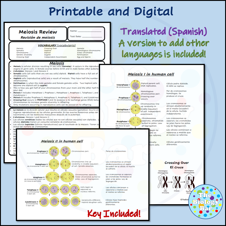 ESL ELL Meiosis Review and Assessment | Made By Teachers