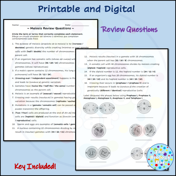 ESL ELL Meiosis Review and Assessment | Made By Teachers