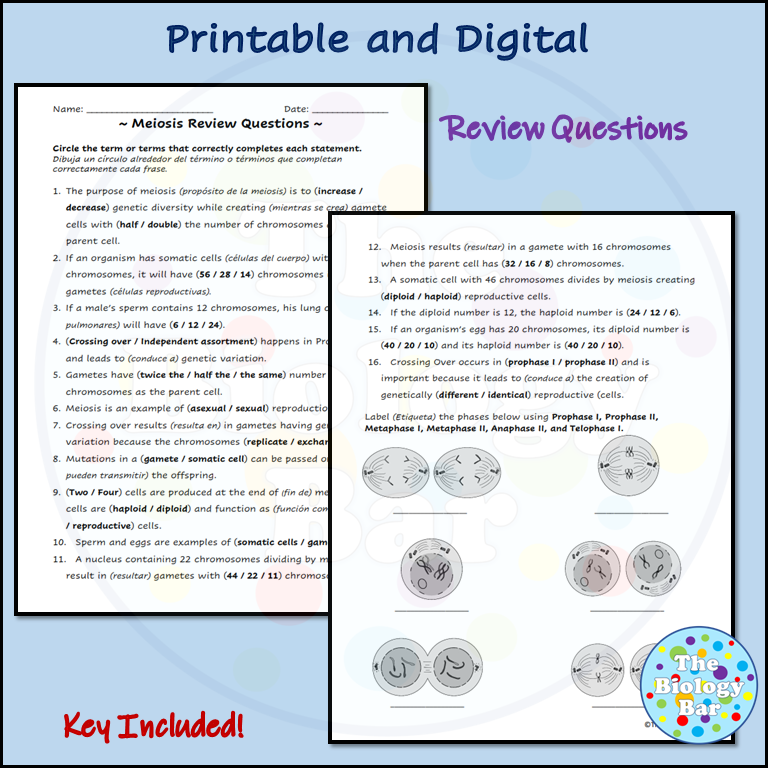 ESL ELL Meiosis Review and Assessment | Made By Teachers
