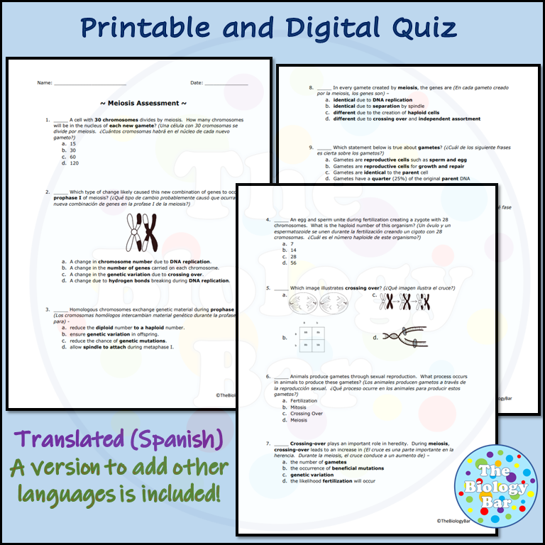ESL ELL Meiosis Review and Assessment | Made By Teachers