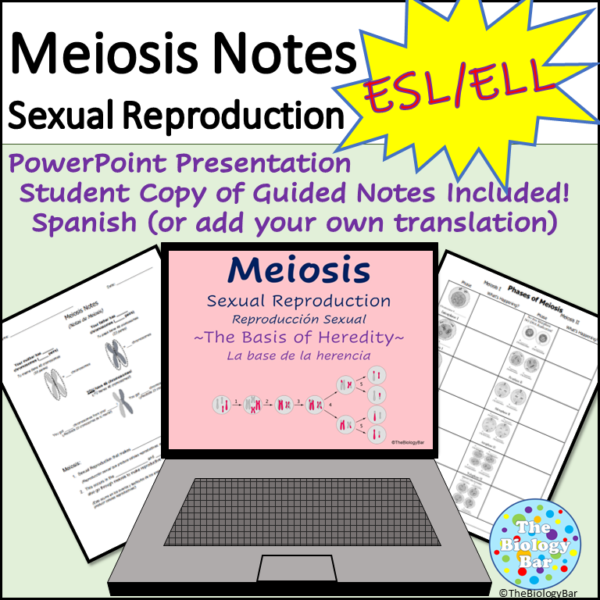 Meiosis PPT and Guided Notes ESL | Made By Teachers