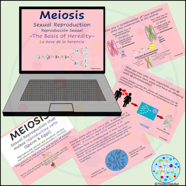 Meiosis PPT and Guided Notes ESL | Made By Teachers