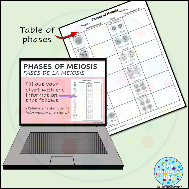 Meiosis PPT and Guided Notes ESL | Made By Teachers