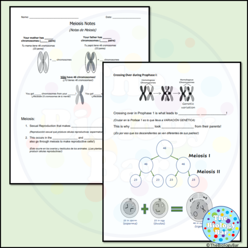 Meiosis PPT and Guided Notes ESL | Made By Teachers