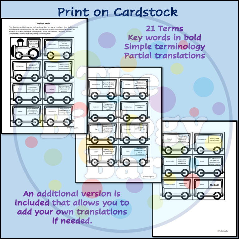 ESL ELL Meiosis Phases and Vocabulary Train | Made By Teachers