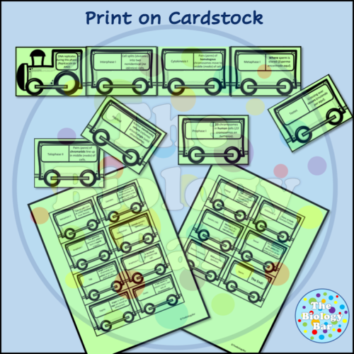 ESL ELL Meiosis Phases and Vocabulary Train | Made By Teachers