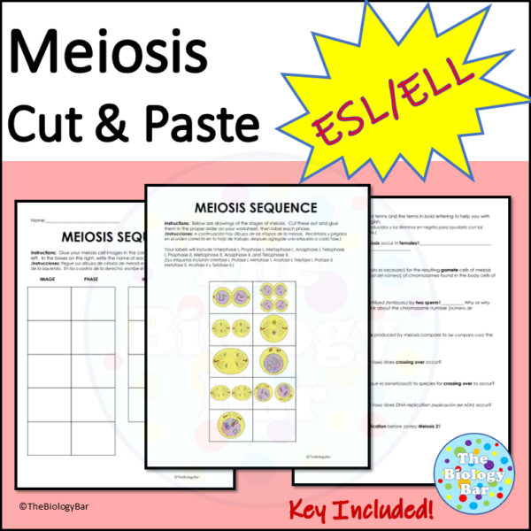 ESL ELL Meiosis Cut and Paste Worksheet | Made By Teachers