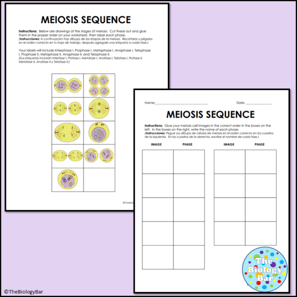 ESL ELL Meiosis Cut and Paste Worksheet | Made By Teachers