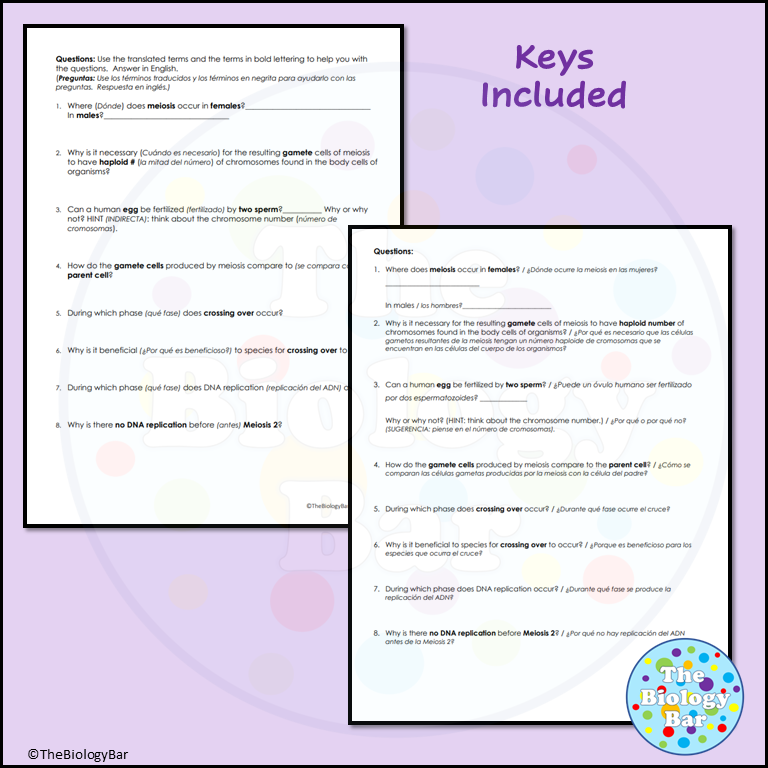 ESL ELL Meiosis Cut and Paste Worksheet | Made By Teachers