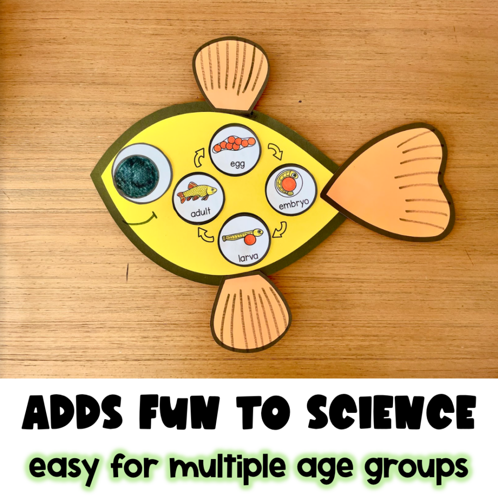 Fish Life Cycle Craft l Fish Science Craft l Fish Craft | Made By Teachers