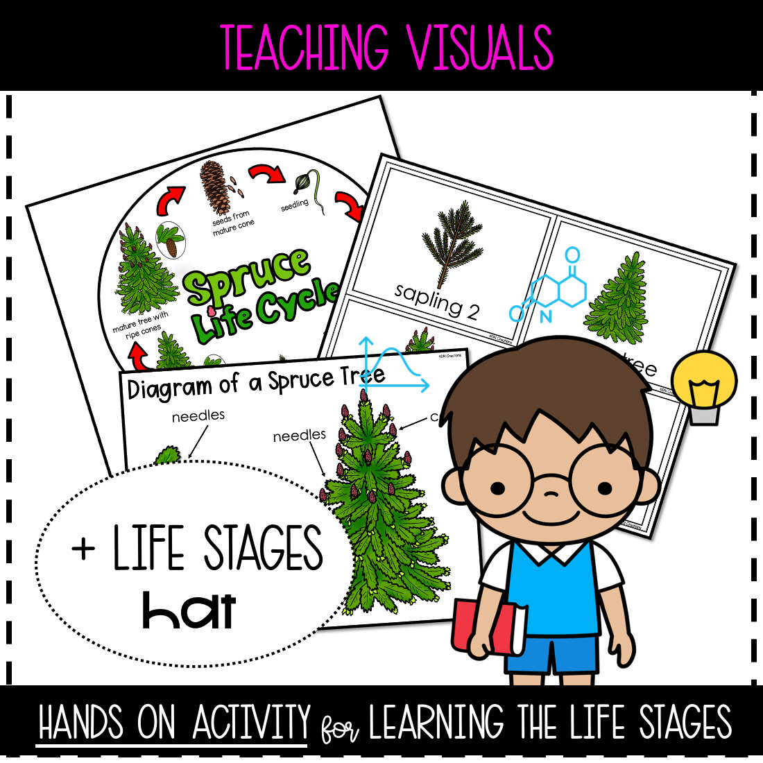 Send HOME Science Spruce Tree Life Cycle | Christmas Tree Lifecycle ...