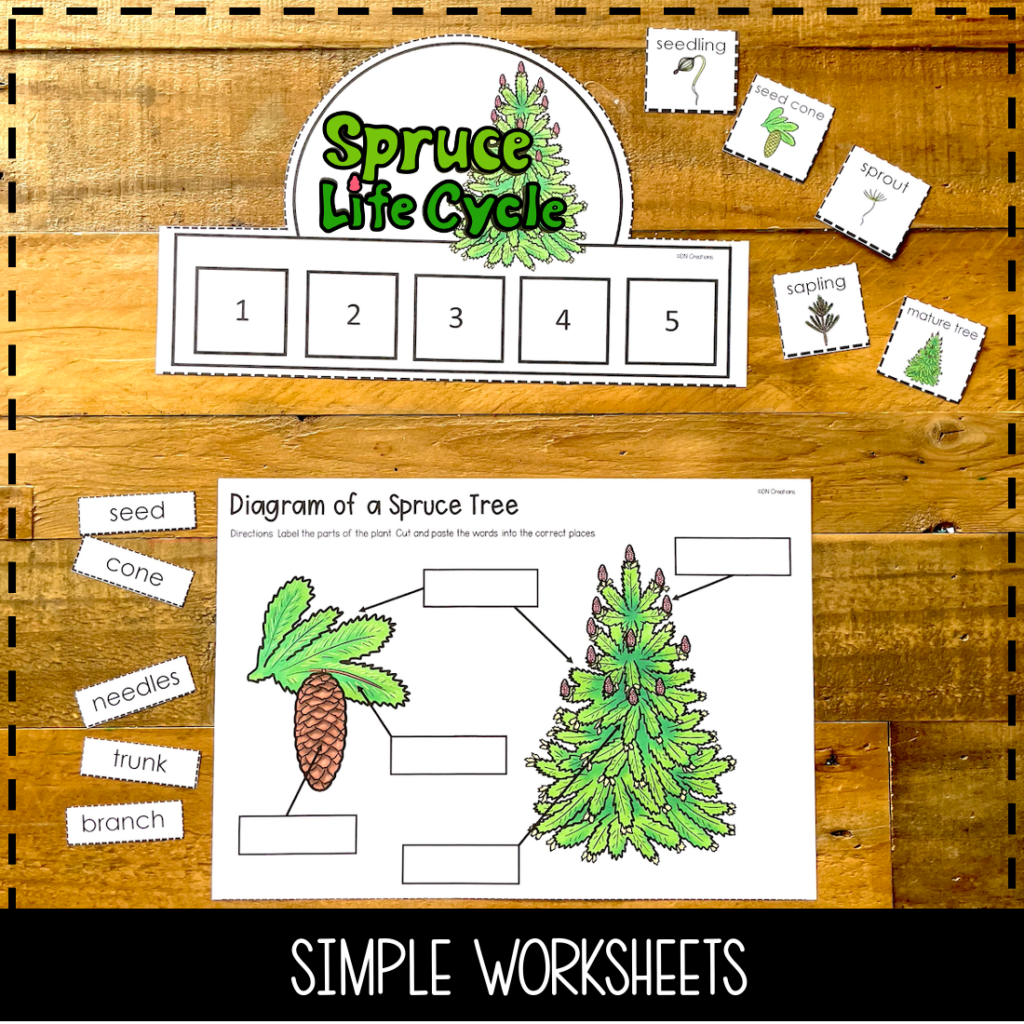 Send HOME Science Spruce Tree Life Cycle | Christmas Tree Lifecycle ...