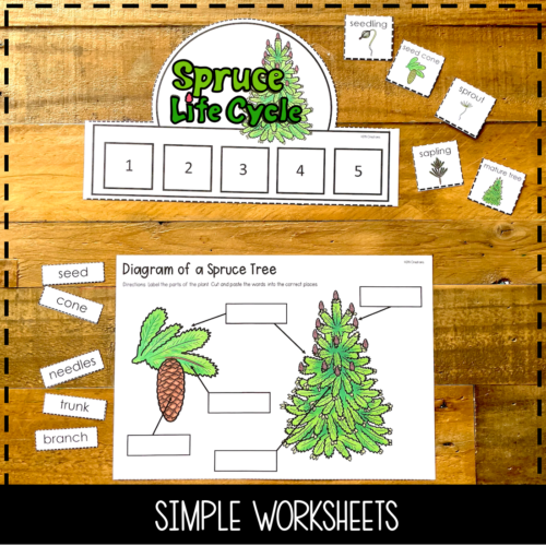 Send HOME Science Spruce Tree Life Cycle | Christmas Tree Lifecycle ...